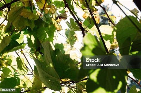 햇빛에 녹색 포도 잎 자연 배경 와인이나 주스 가을 프랑스를 만들기위한 포도원 디자인용 템플릿입니다 공간을 복사합니다 0명에