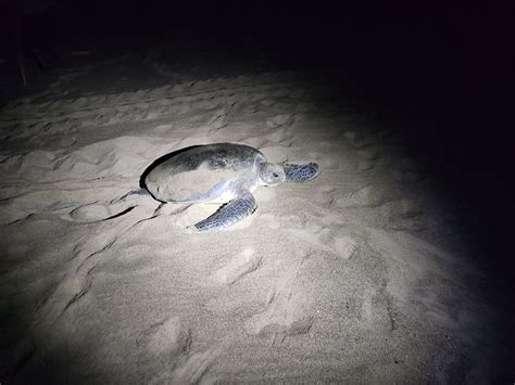 Java Turtle Homestay Prices And Guest House Reviews Pesanggaran Indonesia