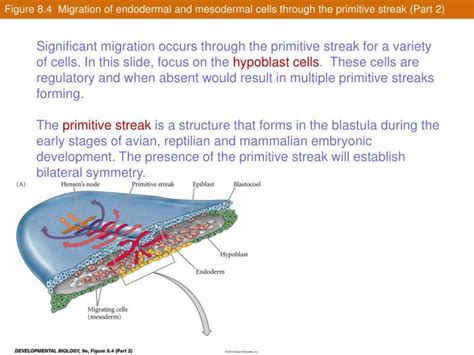 Ppt Birds And Mammals Early Development And Axis Formation