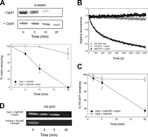 Clps1 Alters The Substrate Specificity Of The Clpcp3 R Protease A Download Scientific Diagram