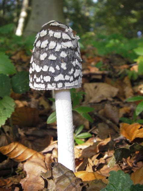 Magpie Inkcap Coprinopsis Picacea Picture Mushroom