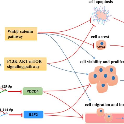 Downregulated Circular Rnas That Function As Tumor Suppressors In Download Scientific Diagram