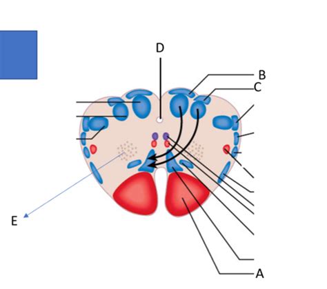 Cross Sections Midterm Flashcards Quizlet