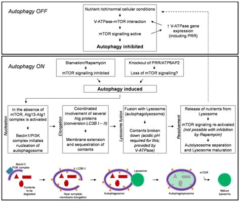 A Brief Schematic Of The Regulatory Processes Involved In Autophagy
