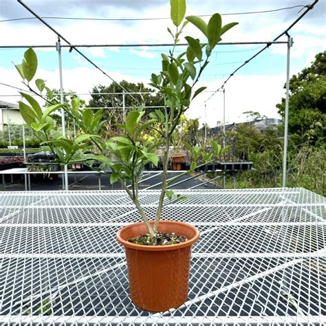 【大株】レモン 苗 リスボン果樹苗 鉢 檸檬 レモンの木 苗木 家庭菜園 メルカリ