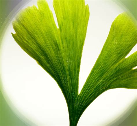 Indena Ginkgoselect® Plus Indena Phytosome®