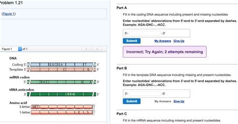 solved fill in the coding dna sequence including present and