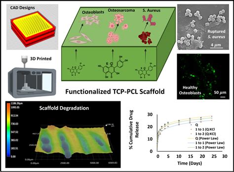 Extrusion 3d‐printed Tricalcium Phosphate‐polycaprolactone Biocomposites For Quercetin‐kcl