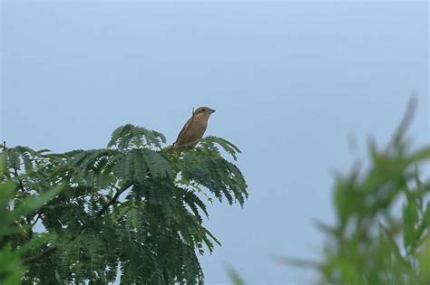 Https Birder Tageri