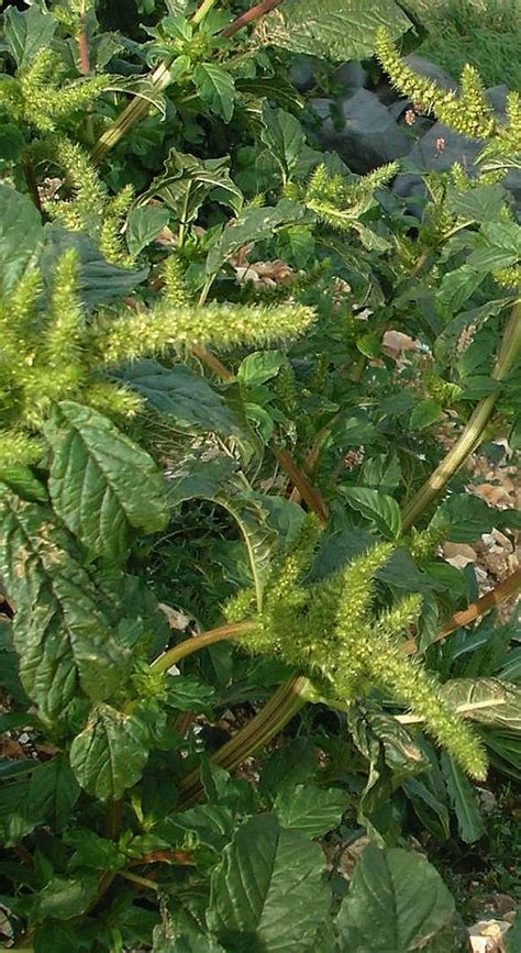 Index Of Flowers A Amaranth Common