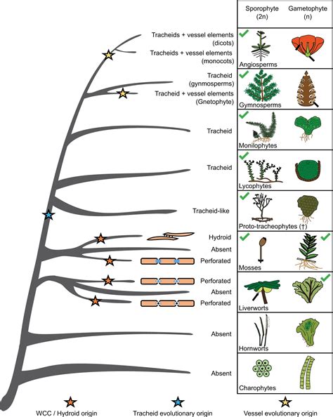 Tracheophytes Plants