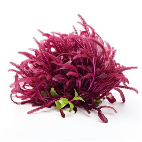 Premium Ai Image Microgreen Amaranth Amaranthus Spp Isolated Generative Ai