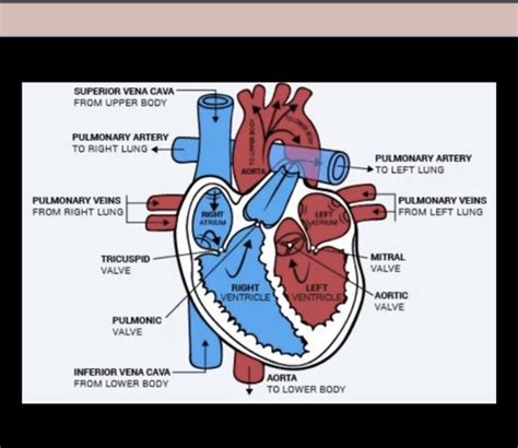 A P Flashcards Quizlet