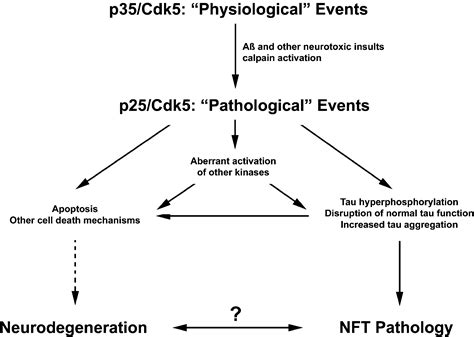 Aberrant Cdk5 Activation By P25 Triggers Pathological Events Leading To Neurodegeneration And