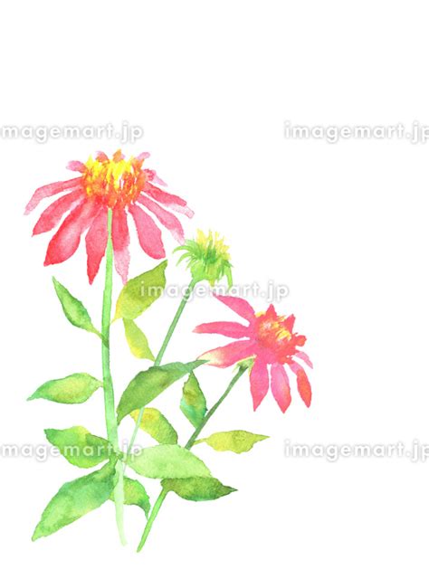 水彩で描いたエキナセアのイラスト 152910473 イメージマート