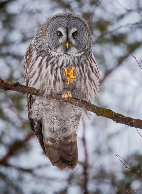 The Most Common And Aggressive Owl Is The Long Tailed Owl Youre