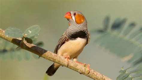 We May Finally Understand Why Birds Burst Into Song At Dawn