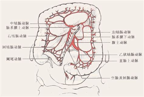 肠系膜动脉解剖示意图 人体解剖图 医学图库