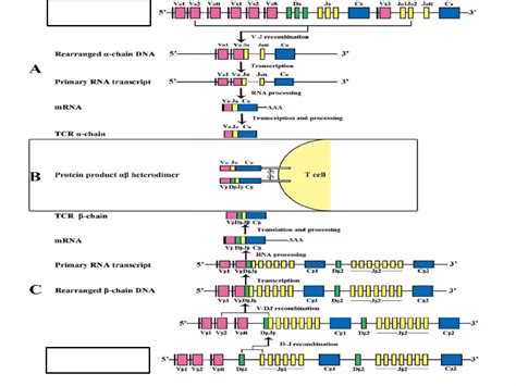 T Cell Receptorpptx Genetics Science