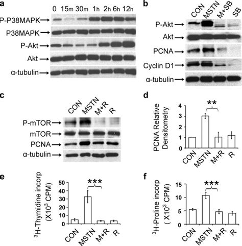 Myostatin Directly Regulates Skeletal Muscle Fibrosis Journal Of