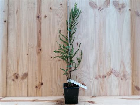 Sequoia Sempervirens Adpressa — Plantamus Vivero Online