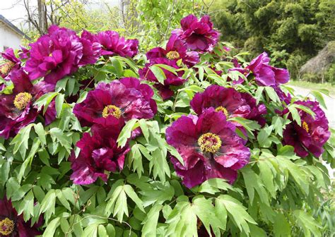 모란목단꽃 예쁘죠 네이버 블로그