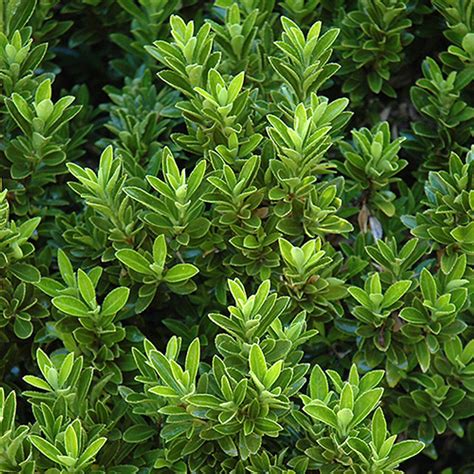 Euonymus Japonicus Microphyllus Alvarez Nursery