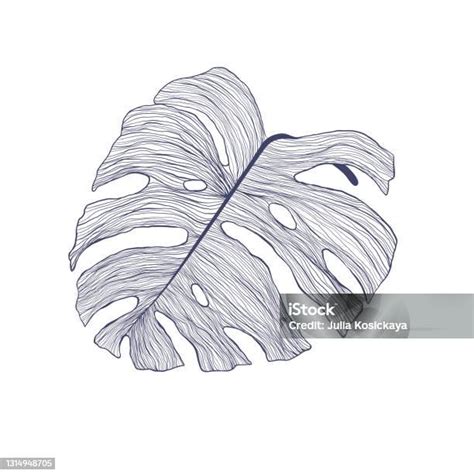 현대적인 선형 스타일의 열대 몬스터 싱글 리프 손으로 그린 이국적인 여름 잎 일러스트 윤곽 디자인의 필로딘드론 잎 흰색 배경에