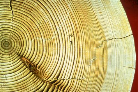 Tree Rings Center For Science Education