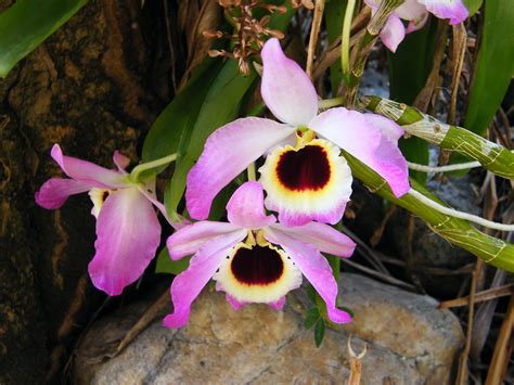 Orhideea Dendrobium Tot Ce Trebuie Sa Stim Despre Ingrijire Crestere