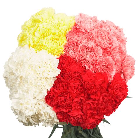 Assorted Carnations