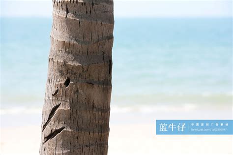 椰子树干特写 蓝牛仔影像 中国原创广告影像素材