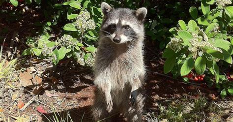 200 Cute Raccoon Pictures