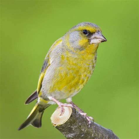 All About The Greenfinch Gardenbird