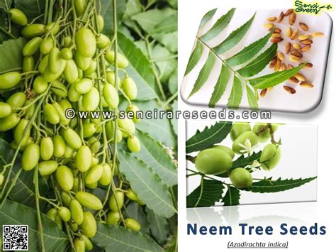 Neem Tree Seeds Azadirachta Indica 10 Seeds Sencirareseedsarea