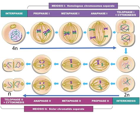 Stages Of Meiosis