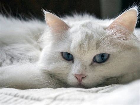 Самые милые породы кошек