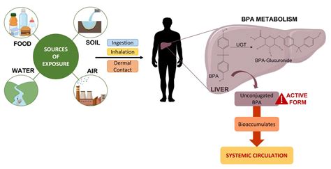 The Effects Of Bisphenol A On Human Male Infertility A Review Of