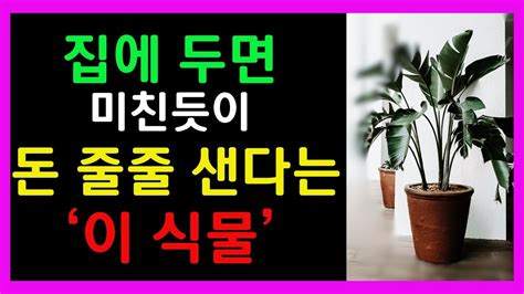 집안에서 키우면 돈이 줄줄 나가는 이 식물 반드시 치우셔야 합니다 풍수 대운 오디오북 Youtube