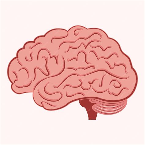 Premium Vector Human Brain Scientific Vector Illustration Design