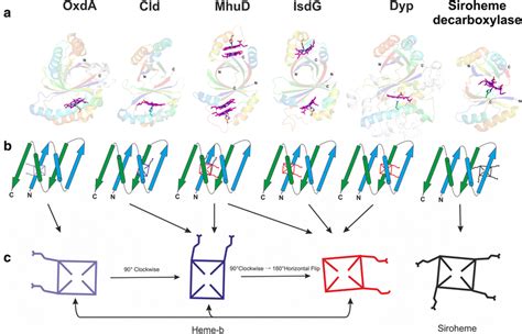 Representative Structures Of The Heme Binding Ferredoxin α β Barrel Download Scientific