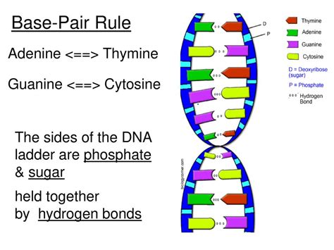 Dna The Double Helix Worksheet Color Pdf Worksheets Library
