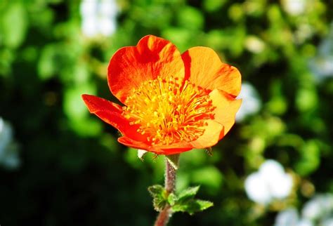 꽃 오렌지 캘리포니아 Pixabay의 무료 사진