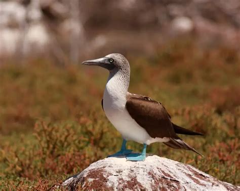 Blue Footed Booby Facts Diet Habitat And Pictures On Animaliabio