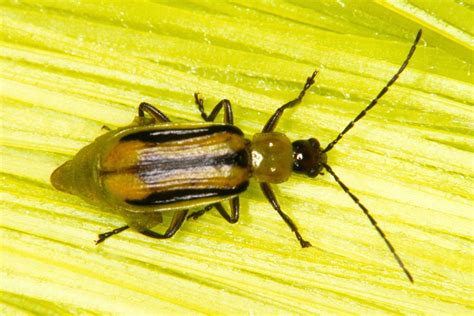 Corn Insect Pests Cropwatch Nebraska