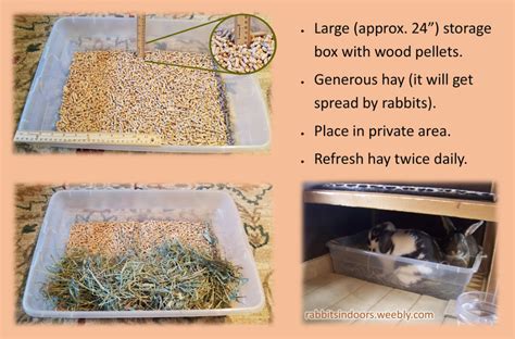 Litter Training Litter Training Litter Training Rabbits Litter