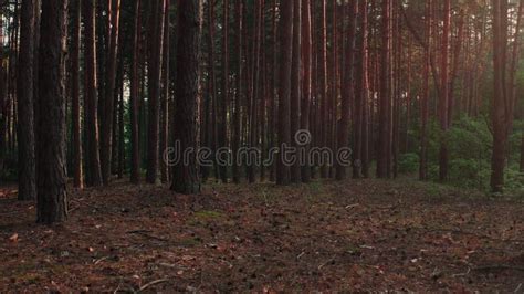 Morning In The Pine Forest Dolly In Shot Tree Trunks In The Morning Pine Forest Stock Video