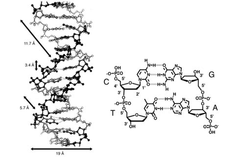 Molecular And Chemical Structure Of The Dna Double Helix Download