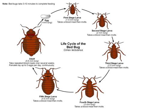 Bed Bug Life Cycle Bed Bugs Northwest