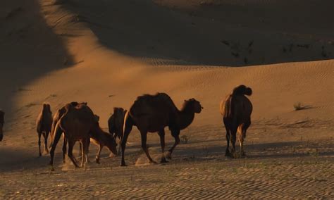 夕阳下沙漠中的骆驼4k航拍 视频素材下载